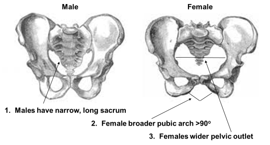 Sex Determination By Skeleton Archives