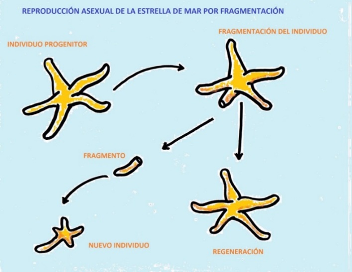 La Reproducción Asexual En Los Animales Ciencias Naturales Cuarto De