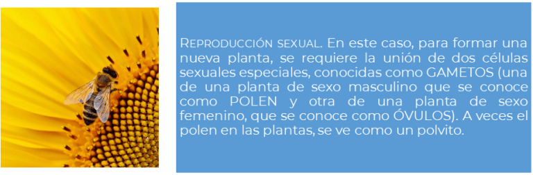 La Reproducción Sexual Y Asexual De Las Plantas Ciencias Naturales