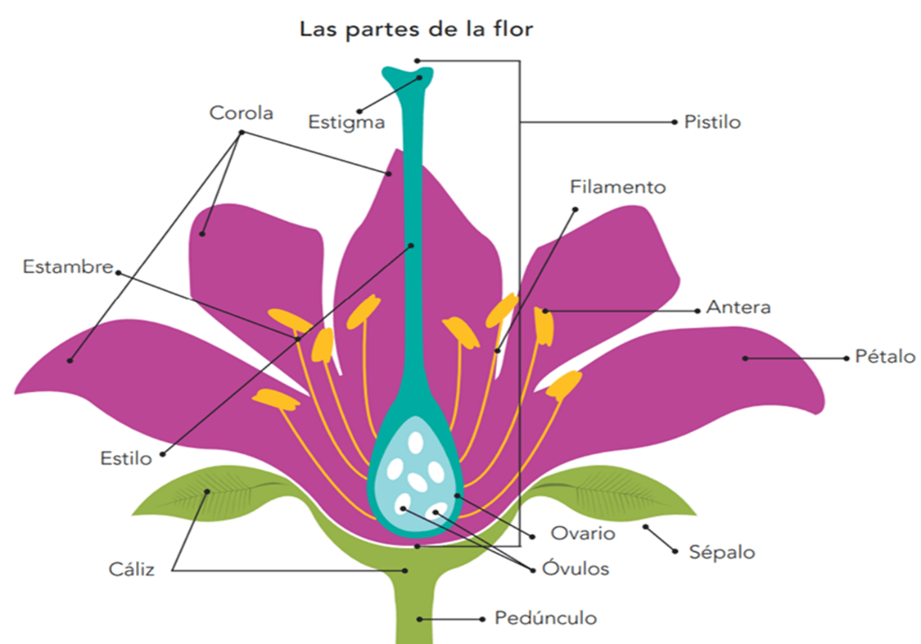 La Reproducción Sexual En Las Plantas Ciencias Naturales Cuarto De