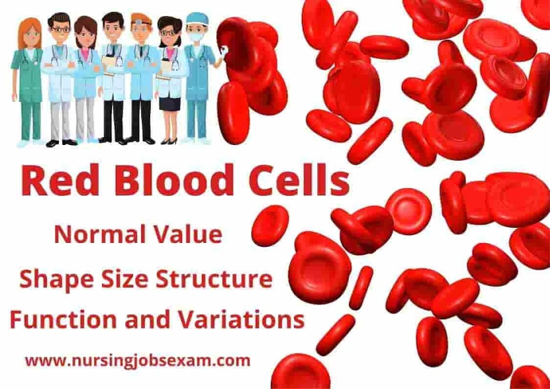 Red Blood Cell Structure And Function