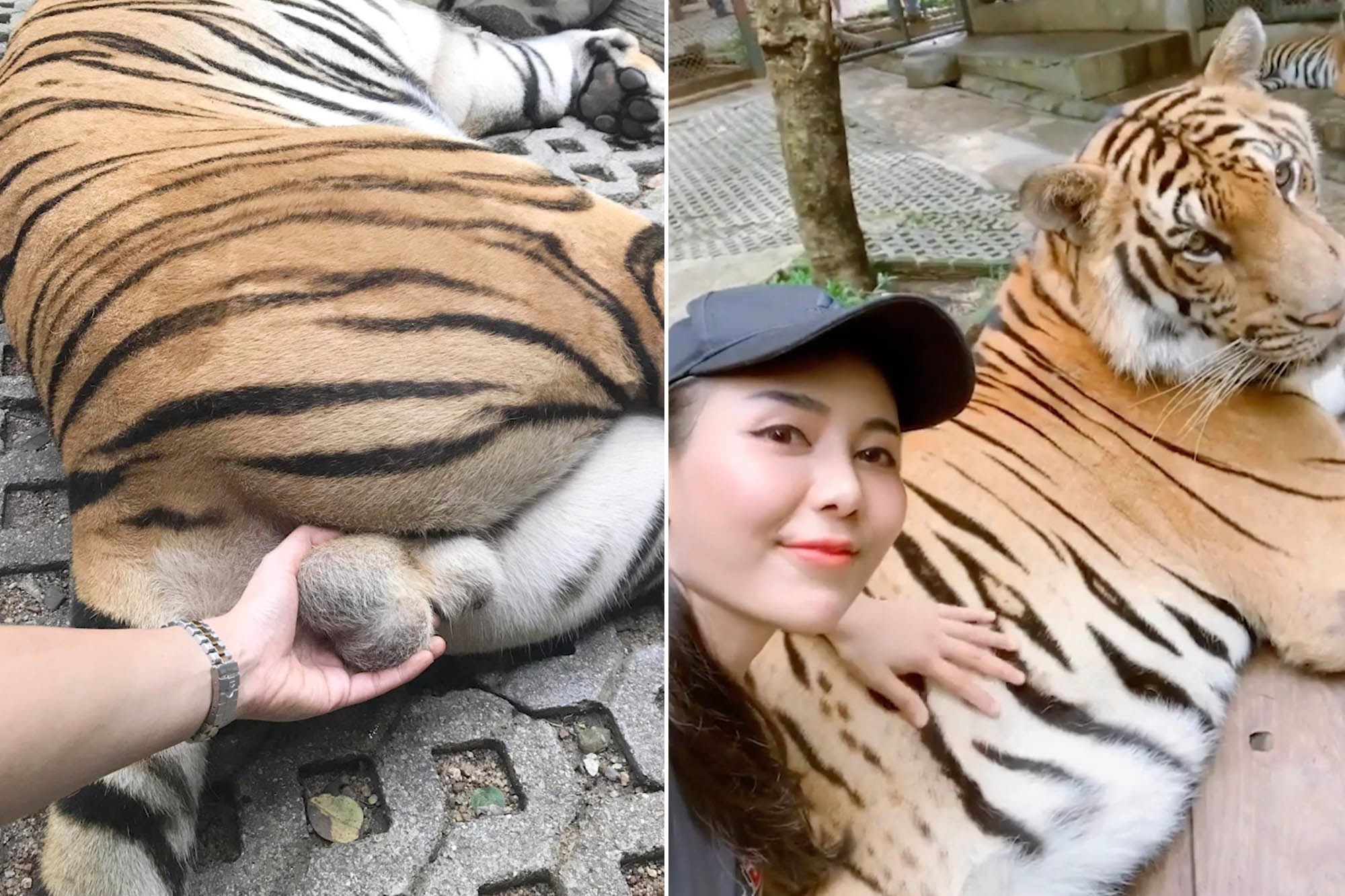 Ballsy Tourist Slammed For Grabbing Tiger Testicles For Selfie