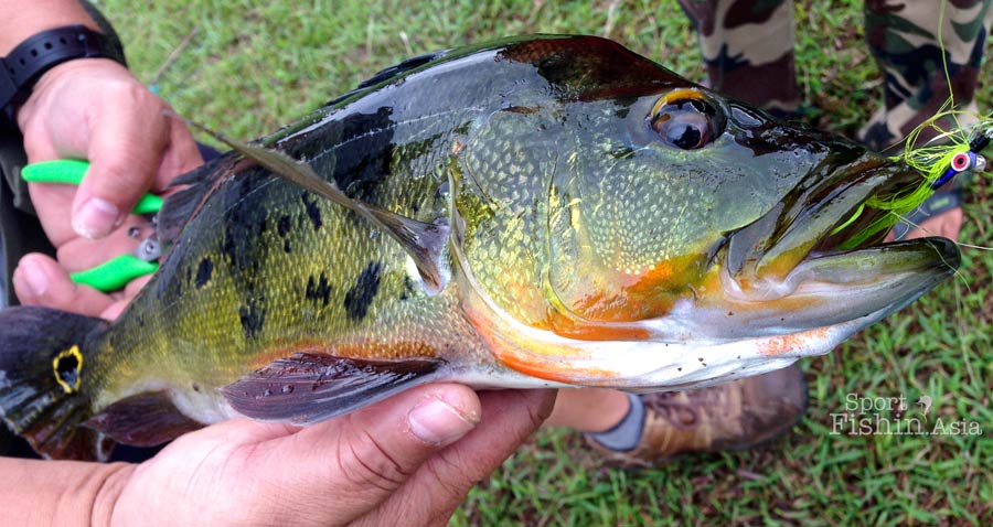 Peacock Bass Fly Fishing Tips Sport Fishing Asia