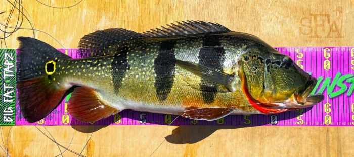 Peacock Bass Fishing In Malaysia Sport Fishing Asia