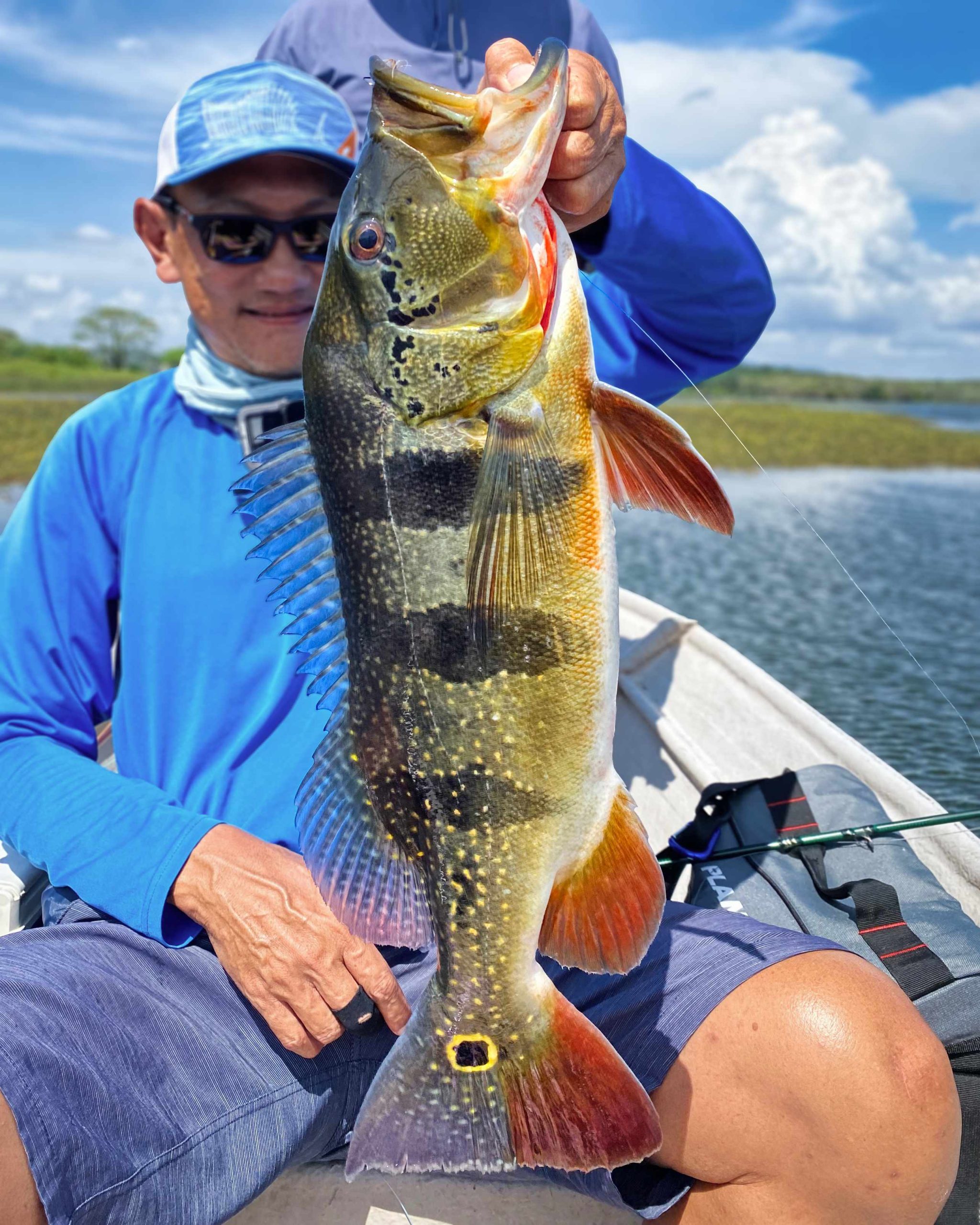 Peacock Bass Fishing In Malaysia Sport Fishing Asia