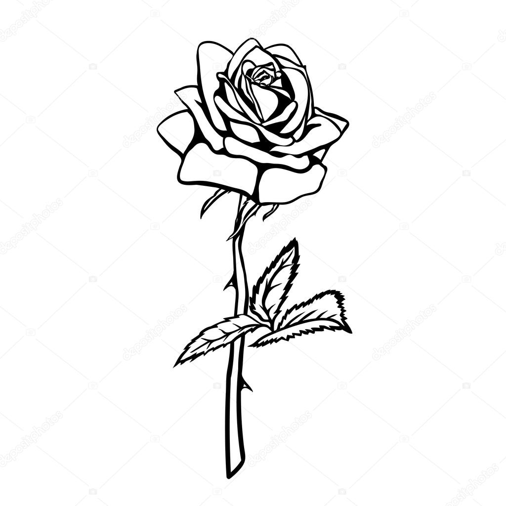 Dibujo Rosa — Vector De Stock © Likka 74343629 Dibujos De Colorear