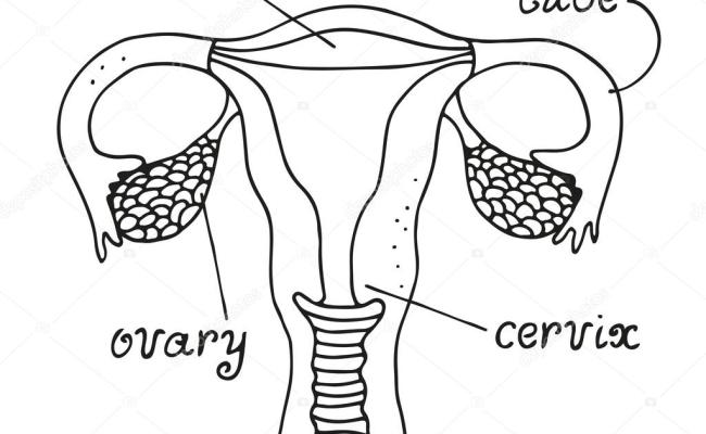 Dibujos Del Cuerpo Humano 6 8 Como Dibujar El Aparato Reproductor