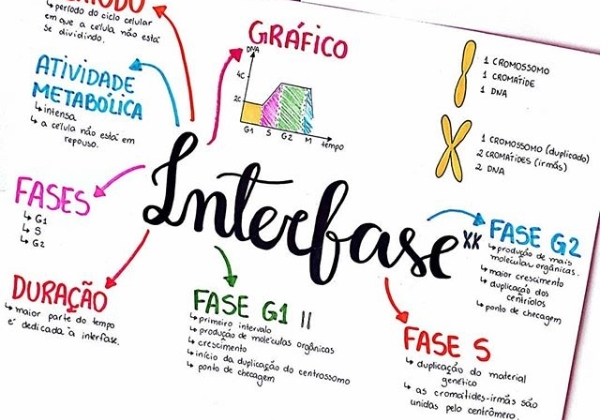 Mapa Mental Sobre Embriologia Study Maps