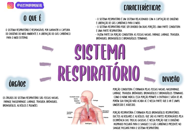 Mapa Mental Sobre Sistema RespiratÓrio Study Maps