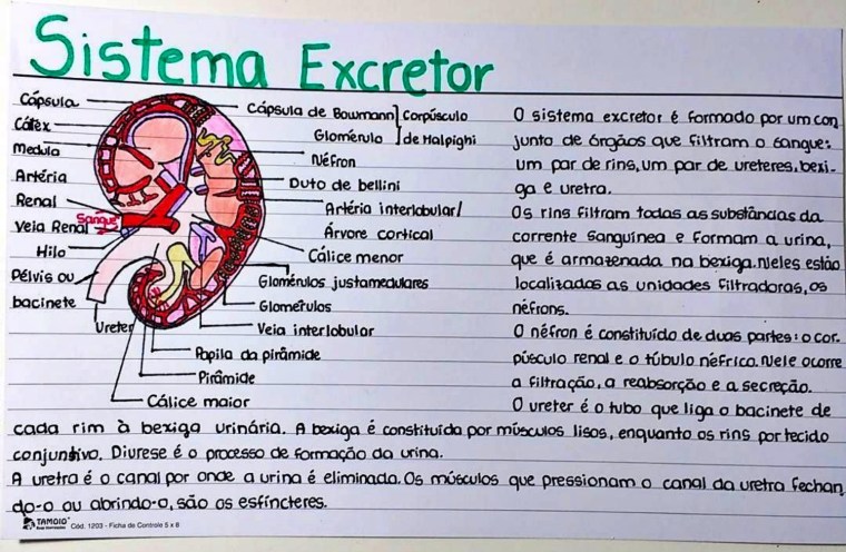 Arriba 108 Imagen Sistema Excretor Mapa Mental Abzlocalmx