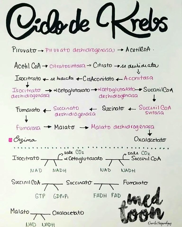 Mapa Mental Sobre Ciclo De Krebs Study Maps