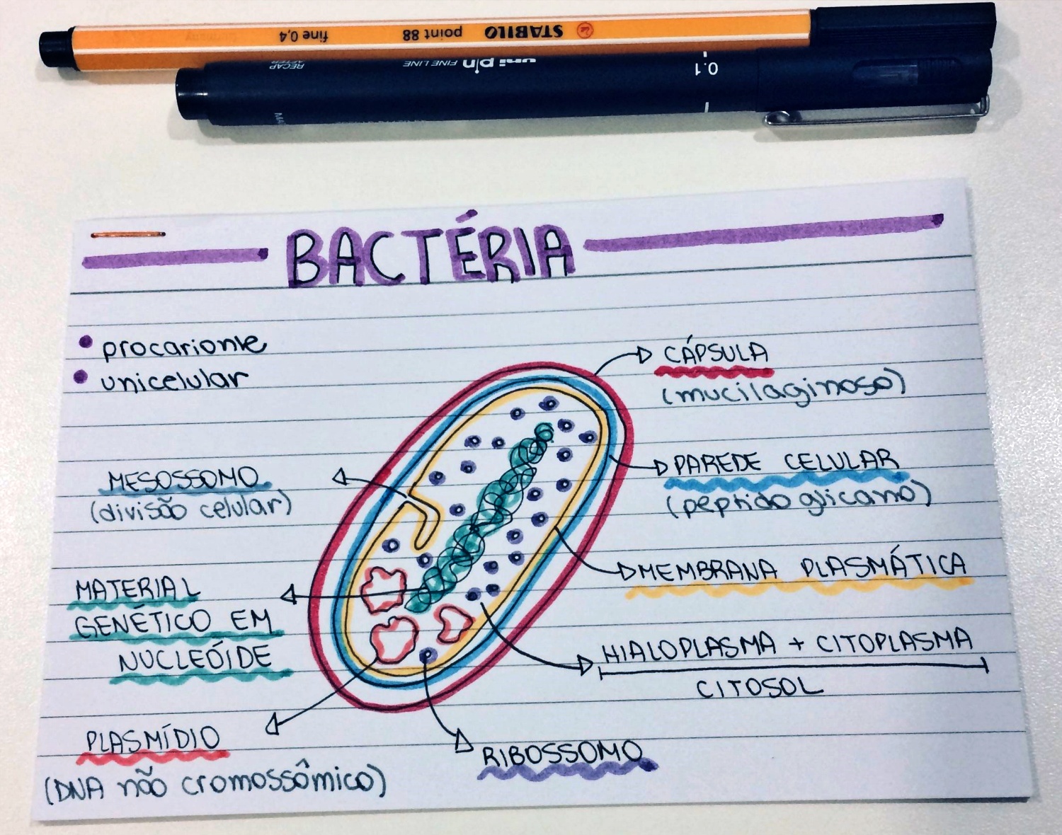 Mapa Mental Sobre BactÉrias Study Maps