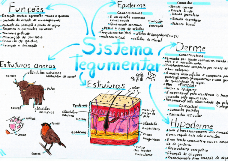 Mapa Mental Sobre Sistema Tegumentar Study Maps