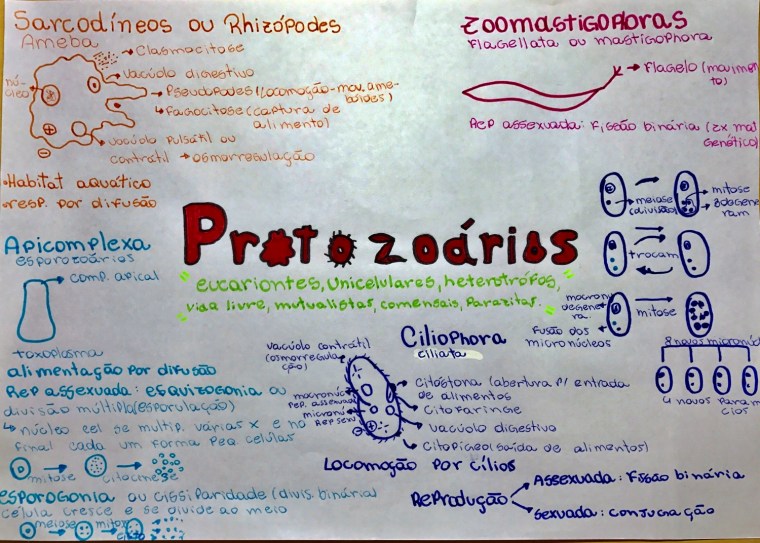 Mapa Mental Sobre ProtozoÁrios Study Maps