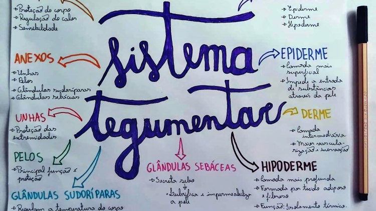 Mapa Mental Sobre PontuaÇÃo Study Maps