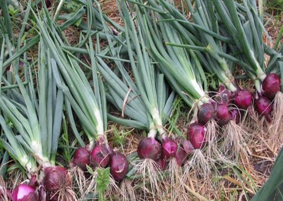 Sederhana Dan Mudah Cara Menanam Bawang Merah Di Rumah Star Farm