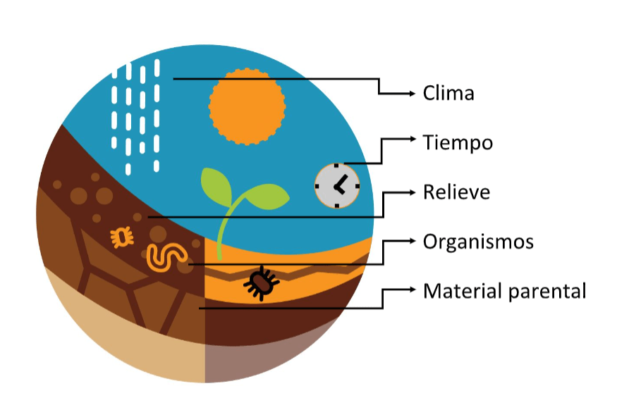 Importancia Del Suelo Asociación Costarricense De La Ciencia Del Suelo