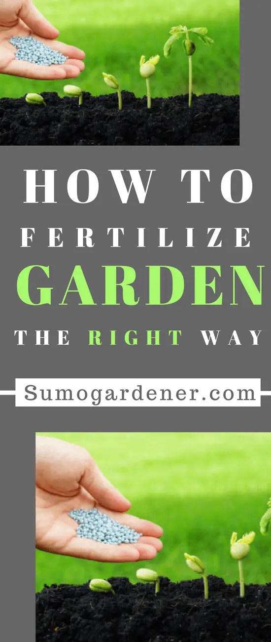 How To Fertilize Garden The Right Way Sumo Gardener