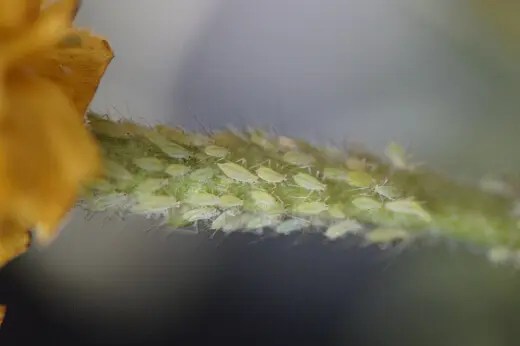 Aphids How To Identify And Control Them Sumo Gardener