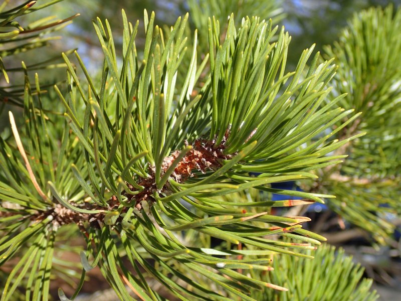 Remedii Naturiste De Iarna ️ Top 4 Plante Benefice Pe Timp De Iarna