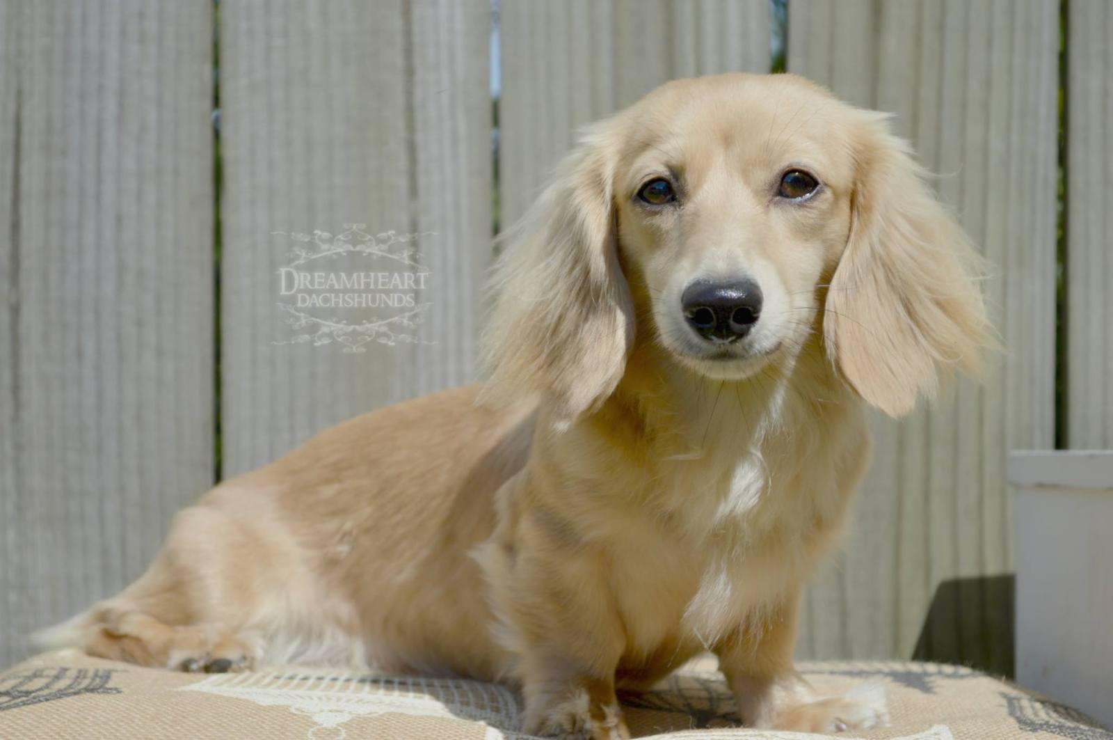 Long Hair Cream Dachshunds Shaded Vs Ee Cream Specializing In