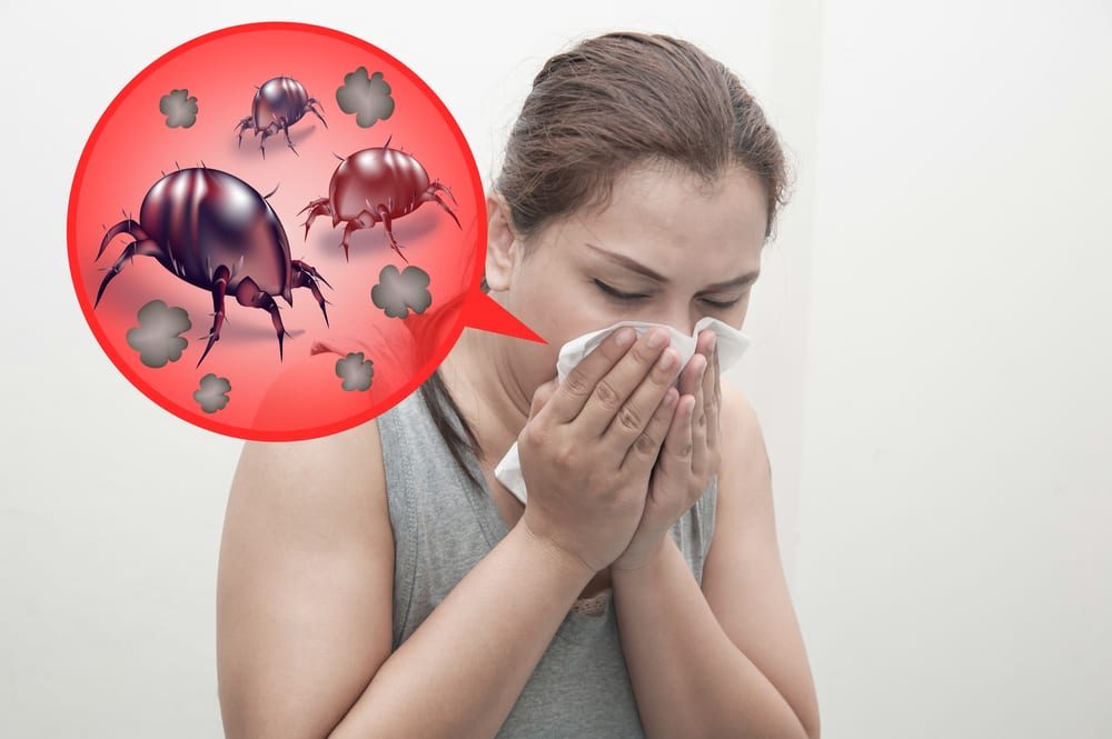 How To Treat And Prevent Dust Mites And Dust Mite Allergies Synergy²