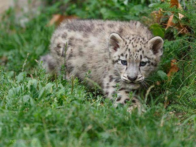 Photos Of Snow Leopards In Zoos Snow Leopard Trust