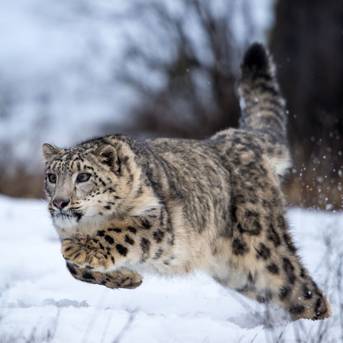 Photos Of Snow Leopards In Zoos Snow Leopard Trust