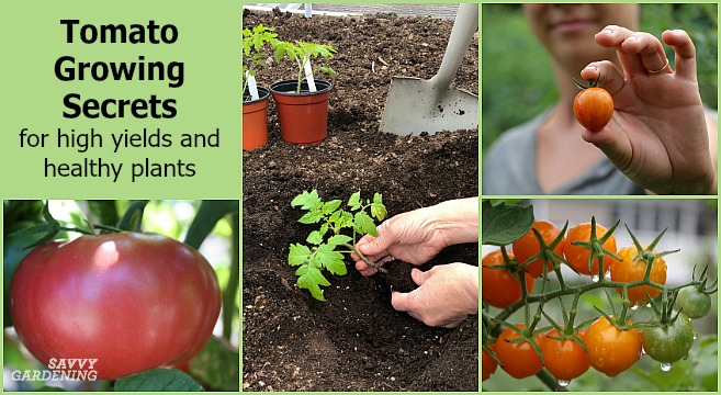 Tomato Growing Secrets For Big Yields And Healthy Plants