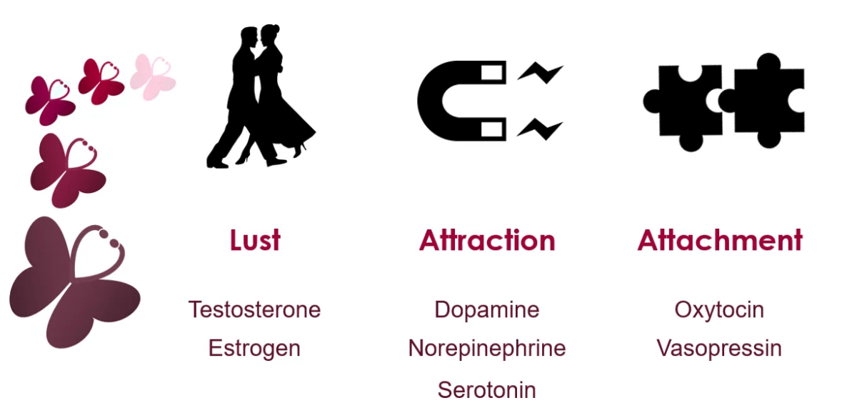 Demystifying The Science Behind Love Science Translated