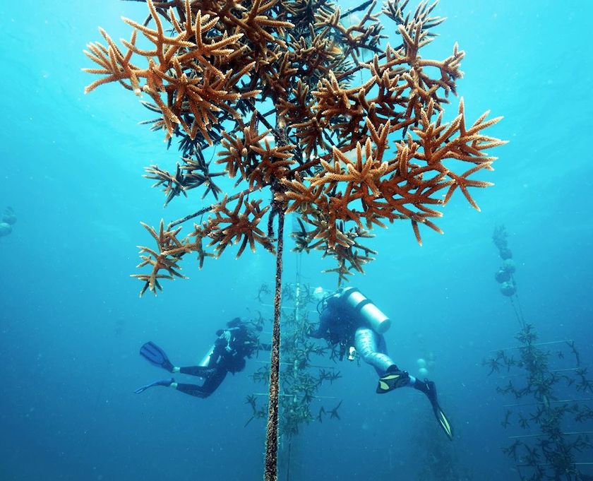 Coral Nurseriesmission Iconic Reefsocean Based Nurserycoral Trees