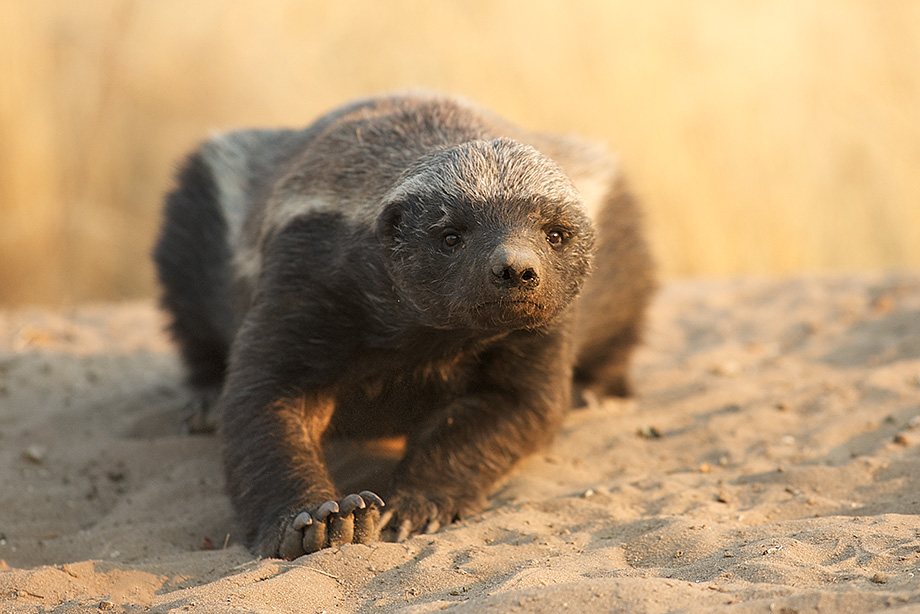 Honey Badger Sean Crane Photography