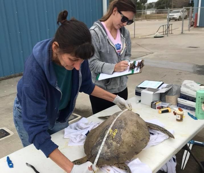 The Largest Sea Turtle Cold Stunning Event Texas Has Ever Seen Turtle