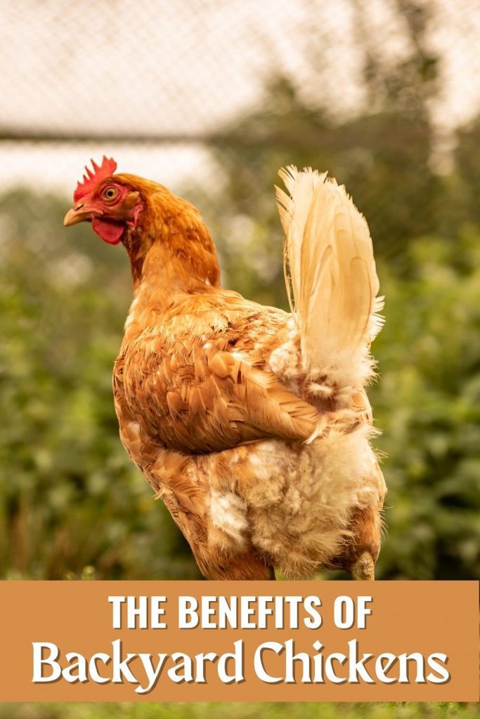 The Benefits Of Raising Back Yard Chickens • Simple At Home