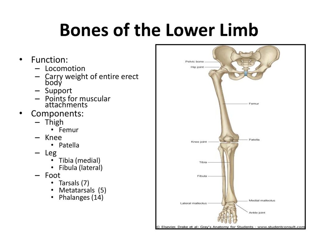 Check Pelvic Girdle And Lower Limb Laboratory Report