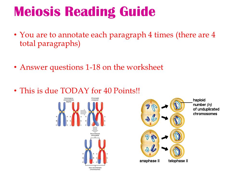 Meiosis Reading Worksheet Answers Mitosis And Meiosis Review Reading