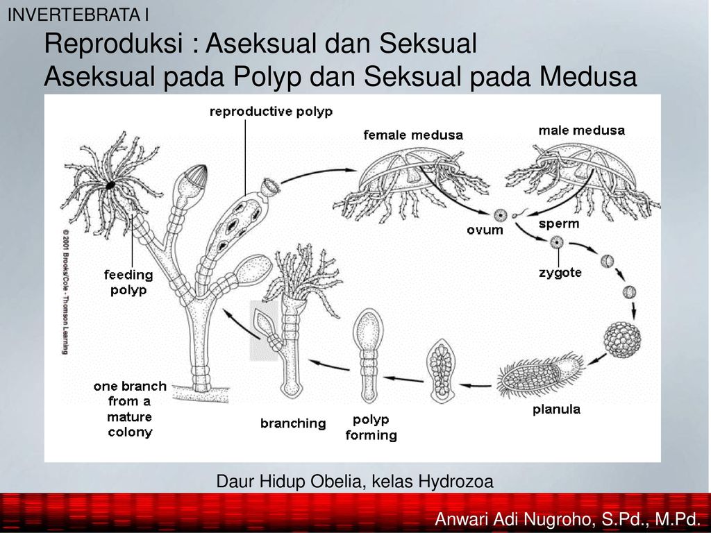 Skema Siklus Hidup Obelia Gambar Obelia Sp Belajar 423 Sharing