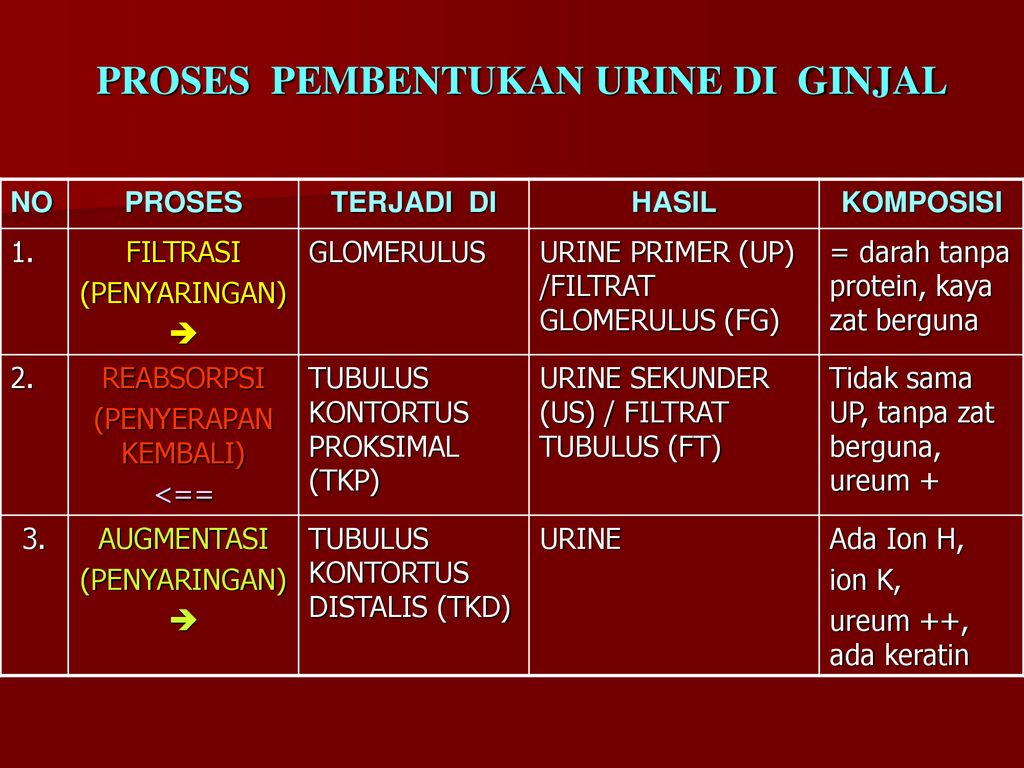 Proses Terjadinya Urine Pada Ginjal Ilmu