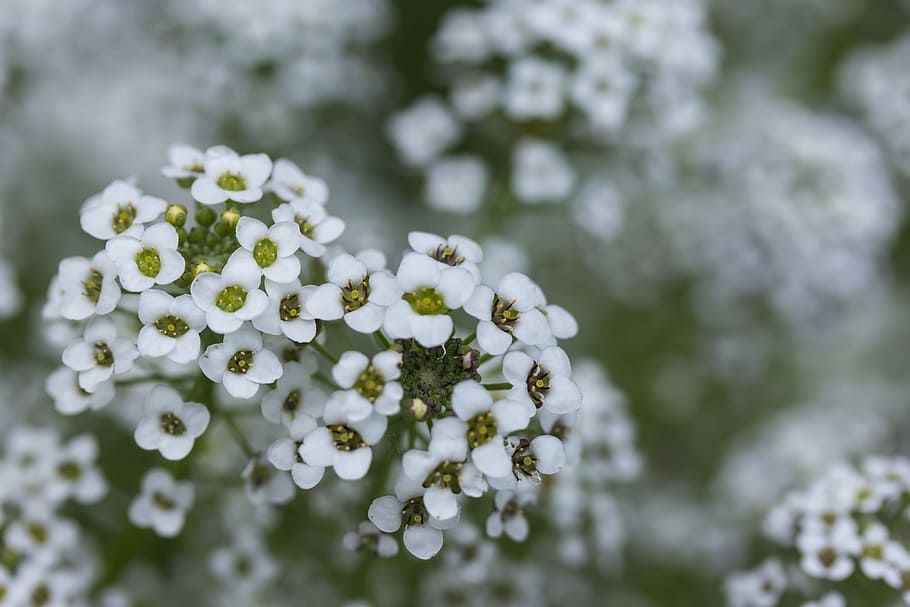 Plantas Con Flores Blancas Pequenas