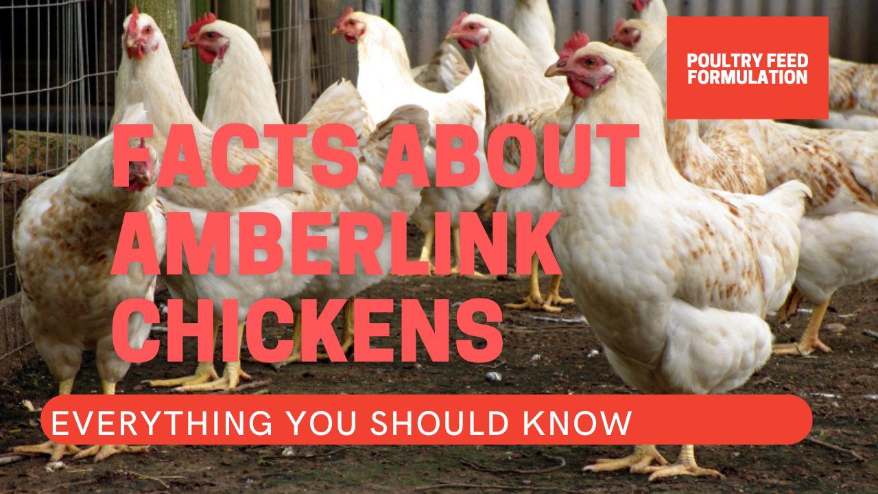 9 Amazing Reasons To Raise Amberlink Chickens Poultry Feed Formulation