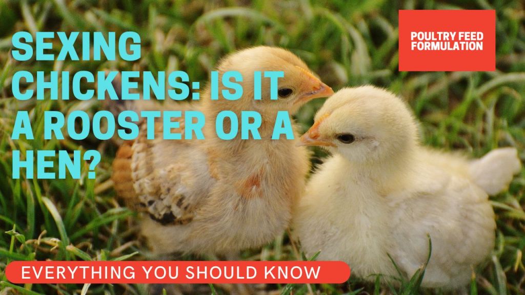 10 Amazing Ways Of Sexing Chickens How To Tell A Rooster From A Hen