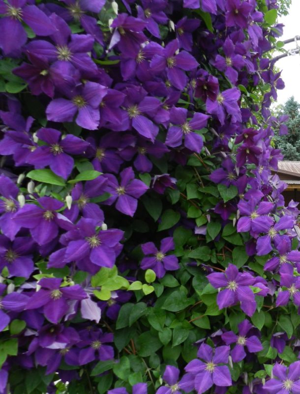 Clematis A Favorite Spring Blooming Vine Powerful Perennials