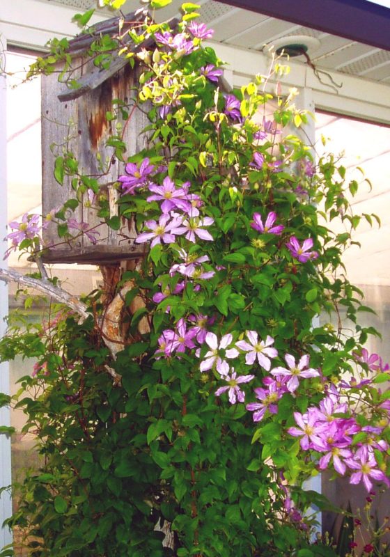 Clematis A Favorite Spring Blooming Vine Powerful Perennials