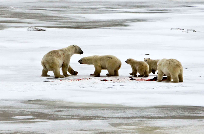 January 2014 Polarbearscience