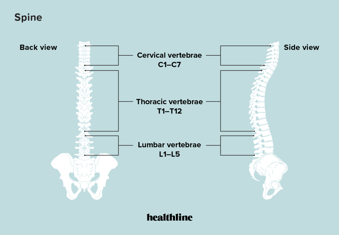 Thoracic Back Pain Causes Diagnosis And Treatment