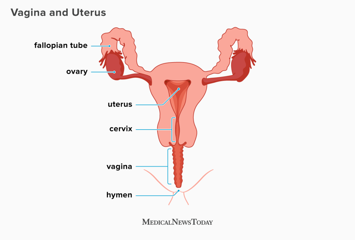 What Does The Inside Of A Vagina Look Like Diagrams And Self Exam 2022