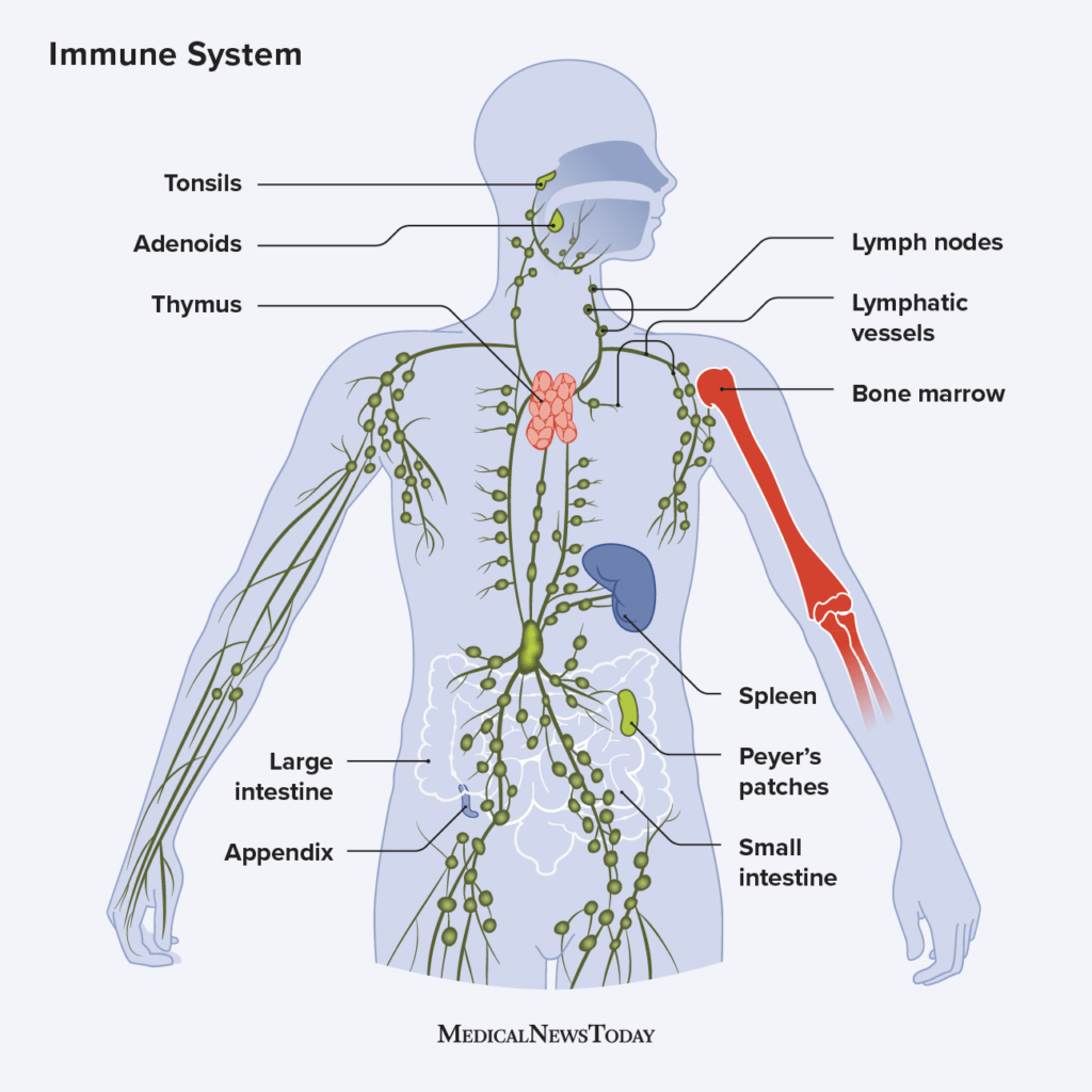 The Immune System Cells Tissues Function And Disease