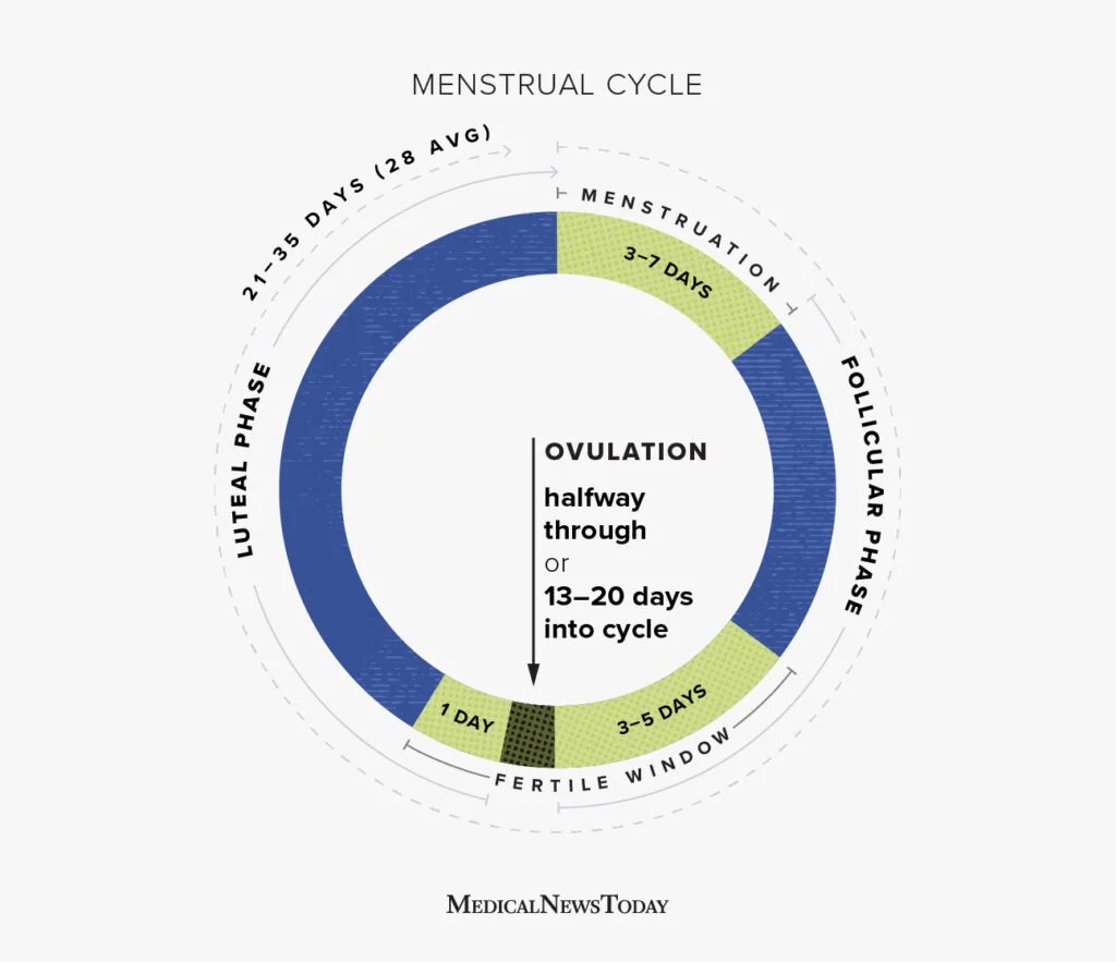 Menstruation Periods The Menstrual Cycle Pms And Treatment