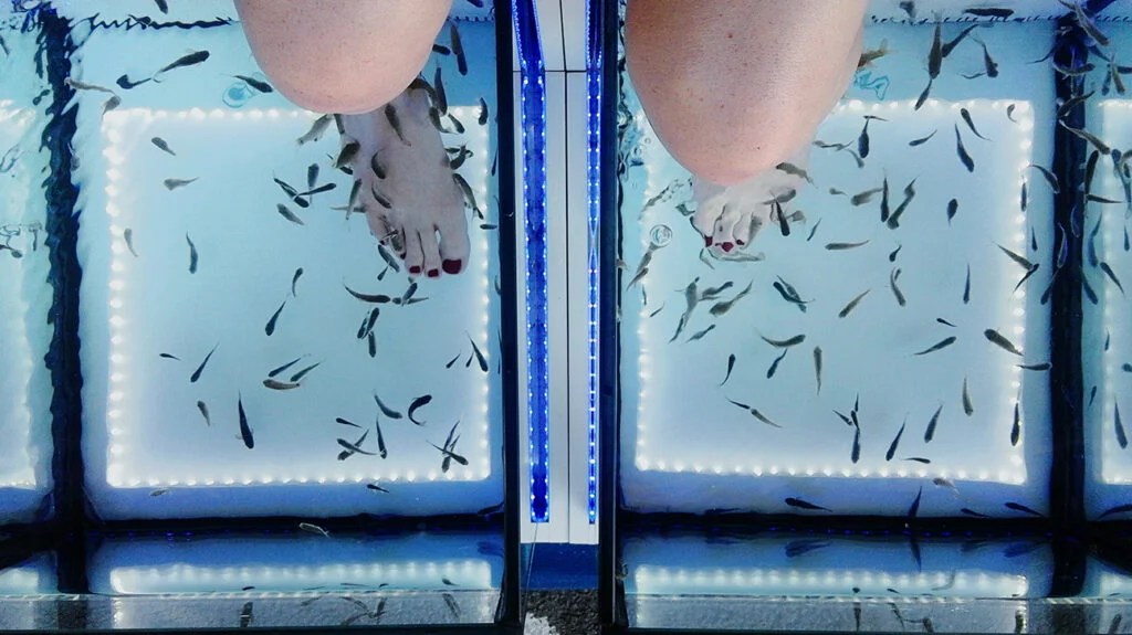 Fish Pedicures Safety Benefits And Ethics