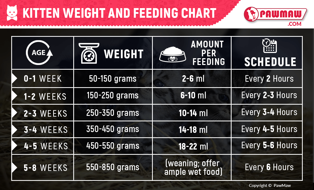 Printable Kitten Feeding Chart